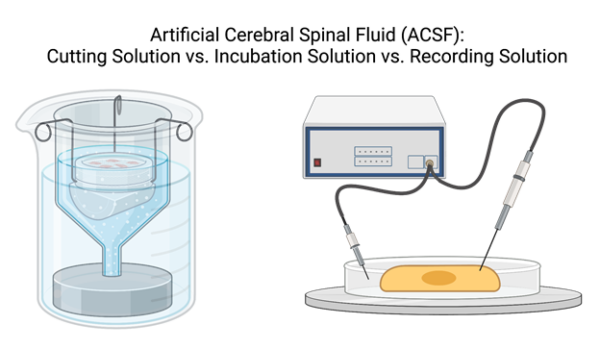 Understanding ACSF for Electrophysiology & Brain Slices