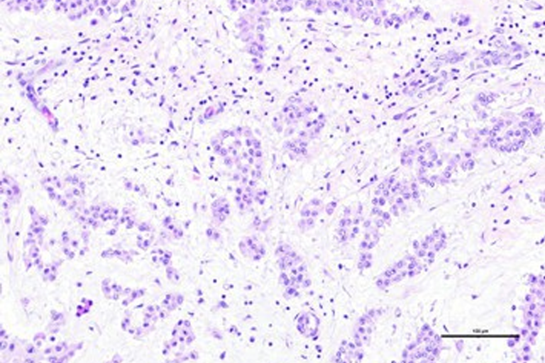 Tissue Sectioning for Histopathology | Precisionary Instruments