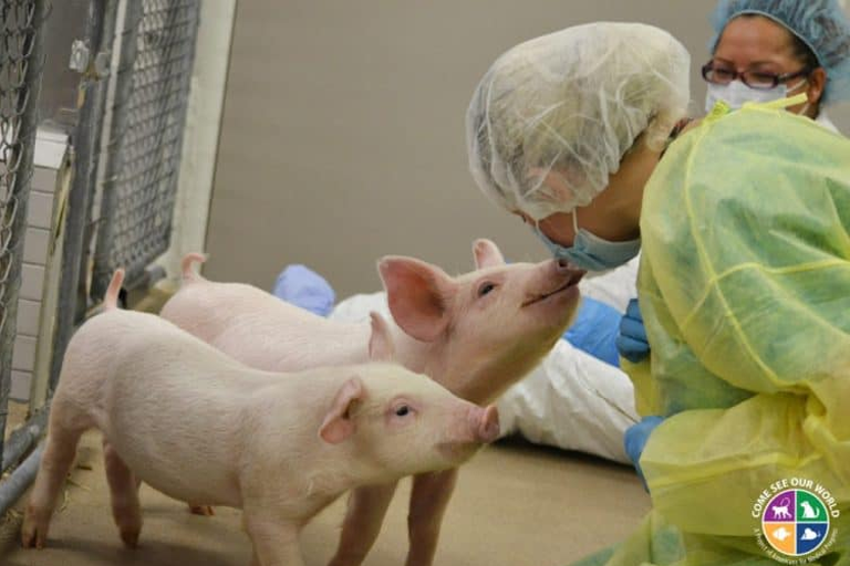 Tissue Sectioning for Pig Tissue Slices