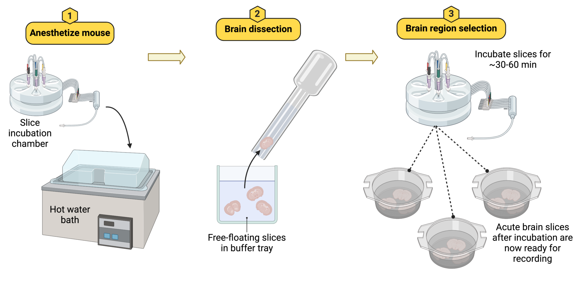 A Comprehensive Guide to Acute Brain Slices for Electrophysiology