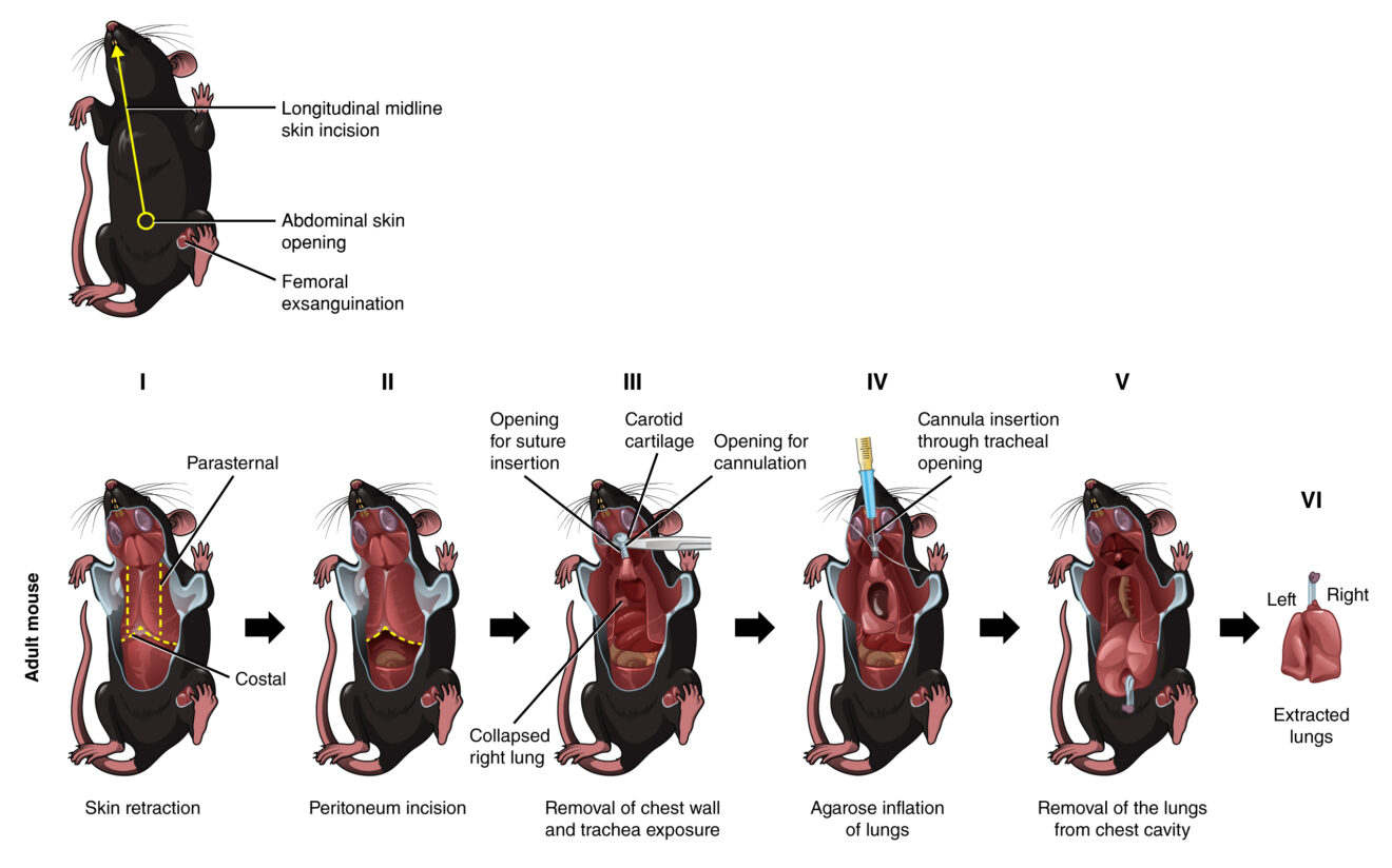 New Protocol Guide: Everything You Need to Know About Precision-Cut ...